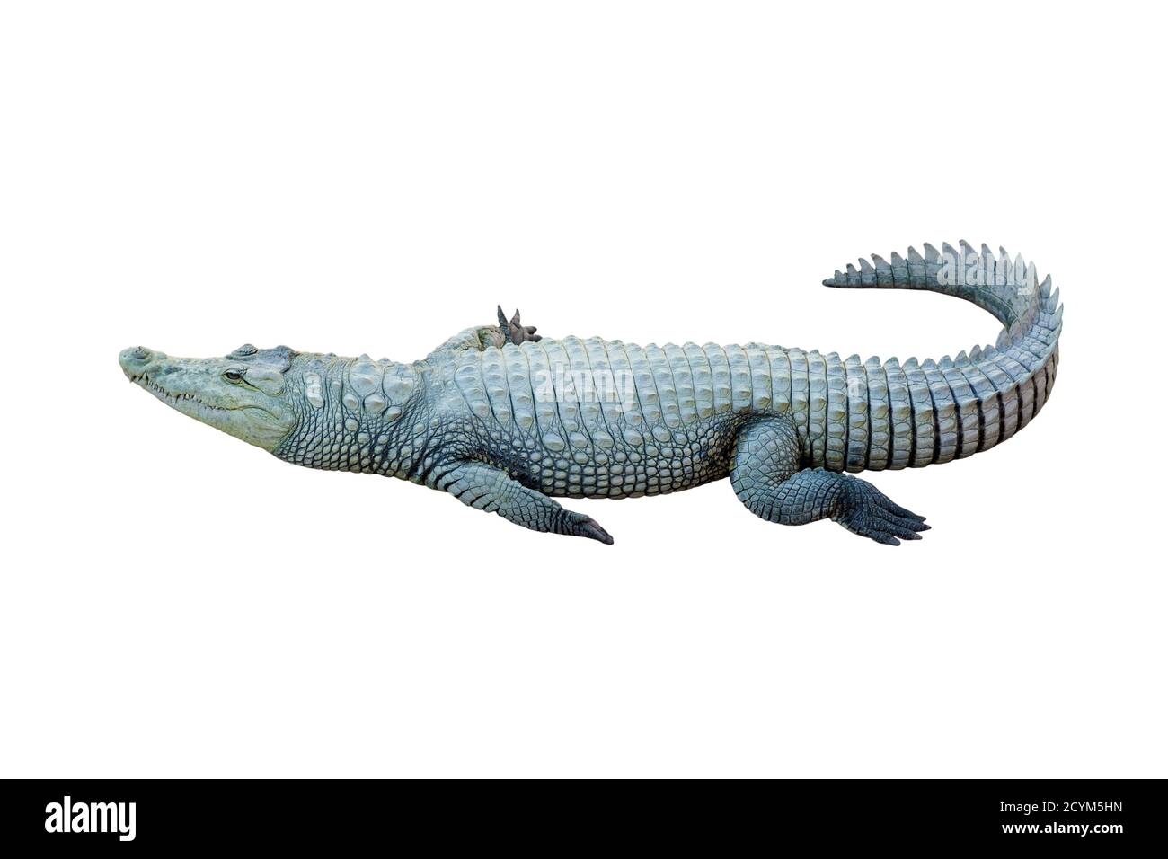 American crocodile cut out Cut Out Stock Images & Pictures - Alamy