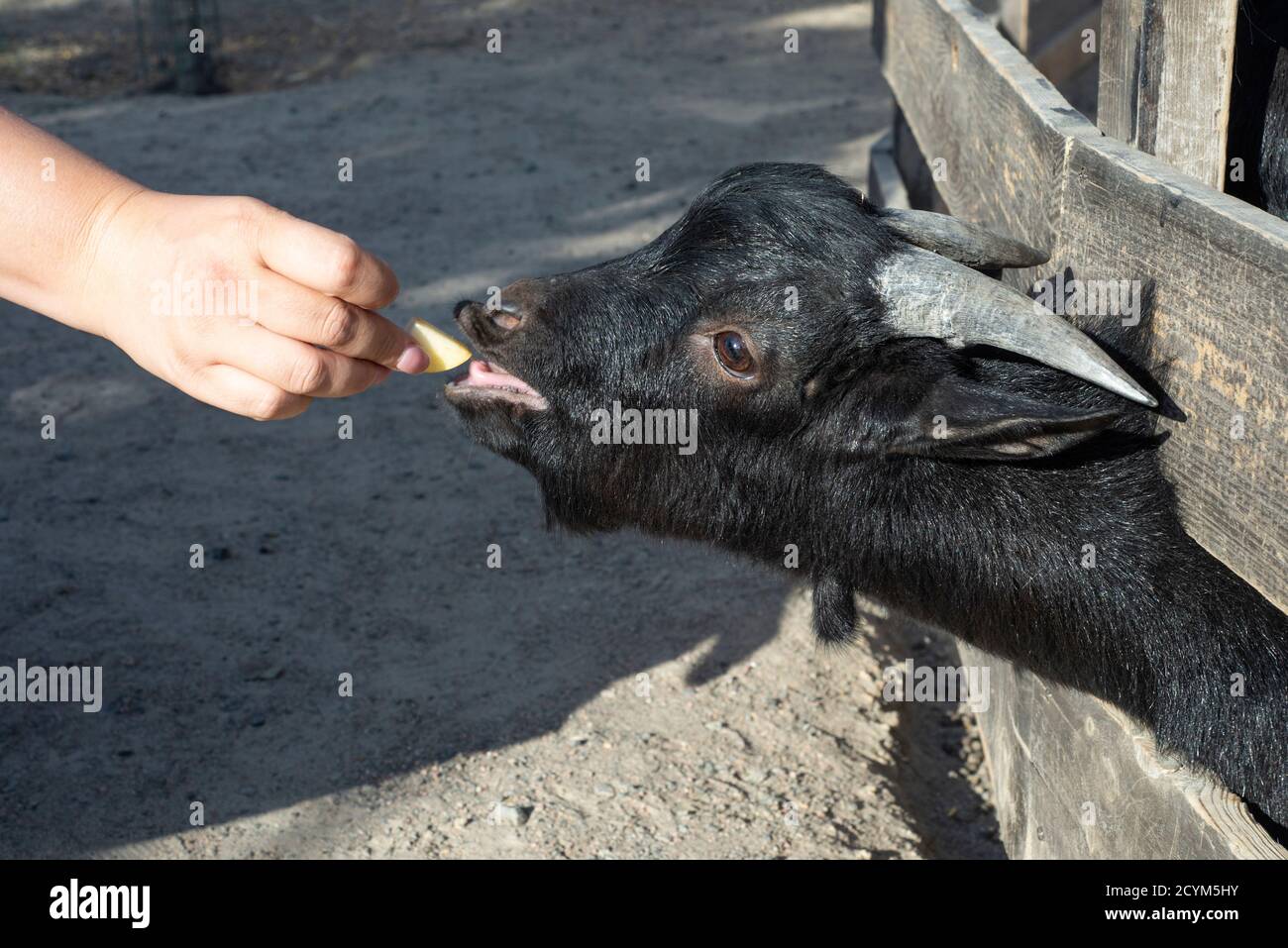 Cute funny goat eats from a human hand on the goat farm. Funny tame ...