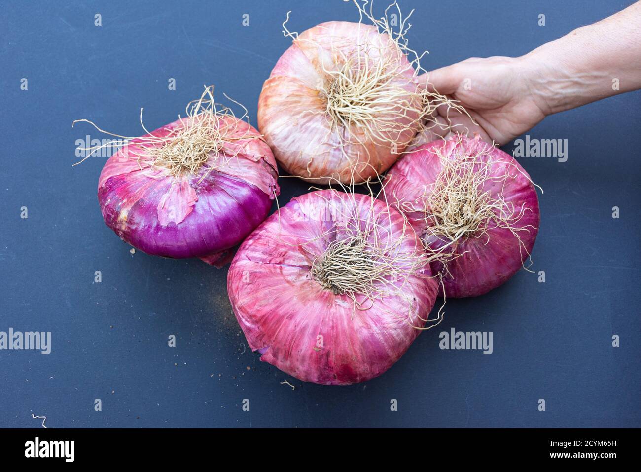Giant white onions hi-res stock photography and images - Alamy