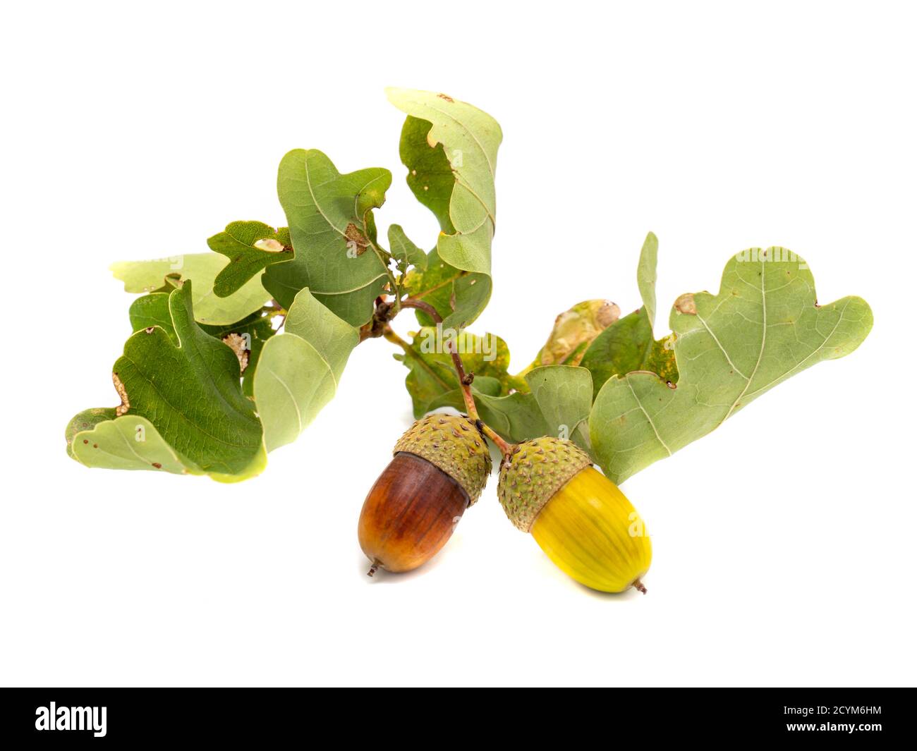 Acorn isolated on white background Stock Photo - Alamy