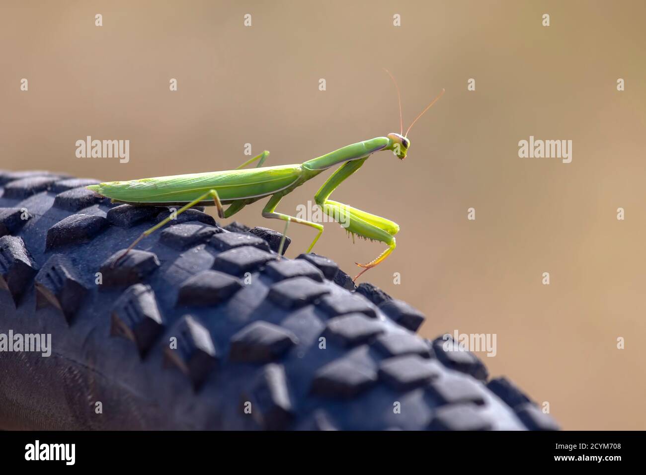 green mantis on a bicycle wheel close-up Stock Photo - Alamy