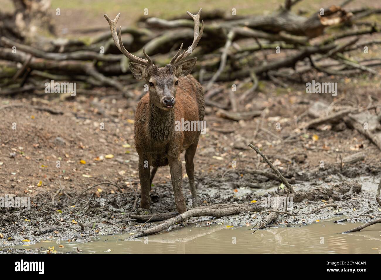 Red Deer in the forest during the rut season Stock Photo - Alamy