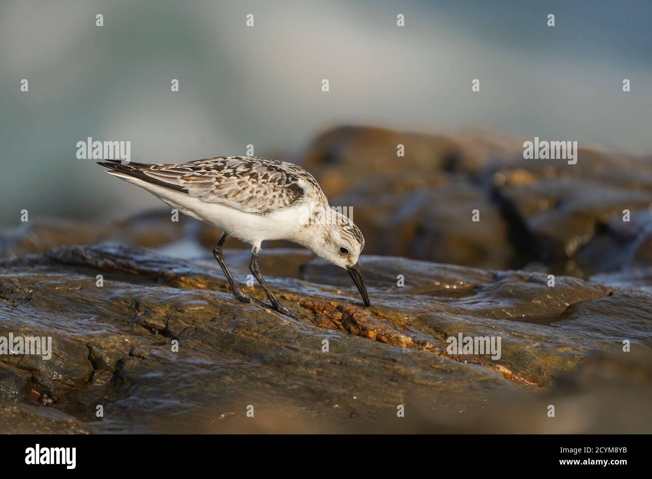 Sanderlings calidris alba on beach hi-res stock photography and images ...