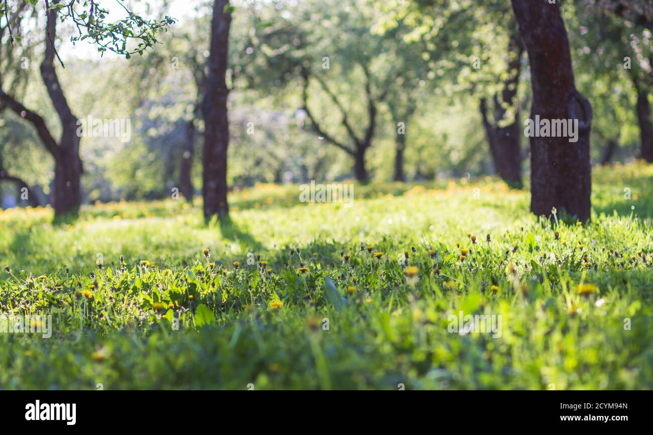 blooming apple trees in spring park Stock Photo - Alamy