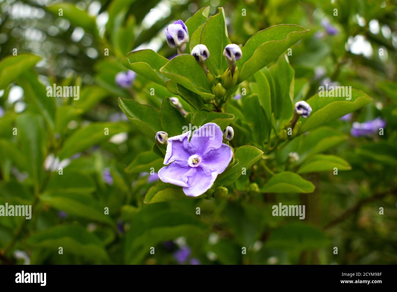 Yesterday today and tomorrow flower hi-res stock photography and images ...