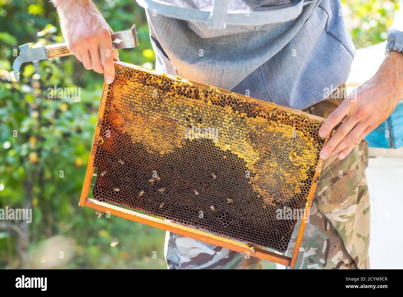 Beehive Spring Management. beekeeper inspecting bee hive and prepares ...