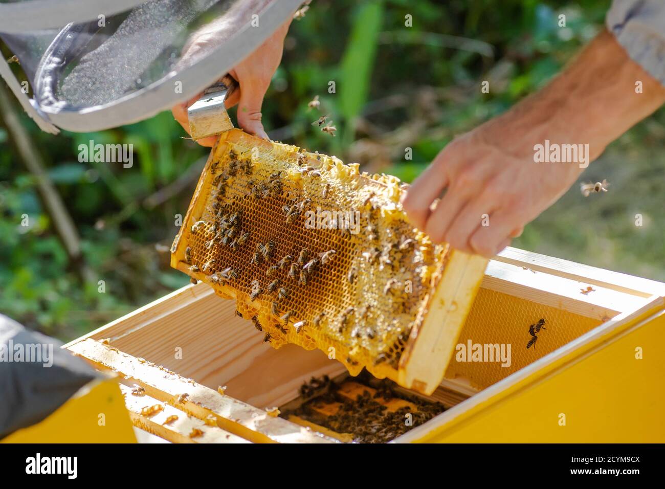 Beekeeper is working with bees and beehives on apiary. Bees on ...