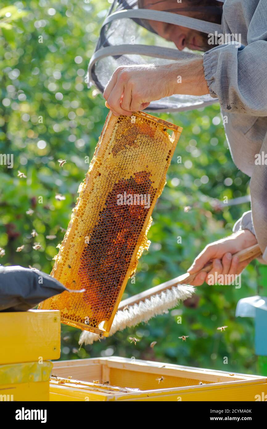 Hobby beekeeper hi-res stock photography and images - Alamy