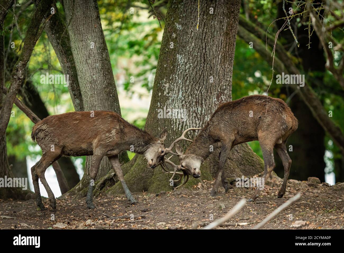 Red Deer in the forest during the rut season Stock Photo - Alamy