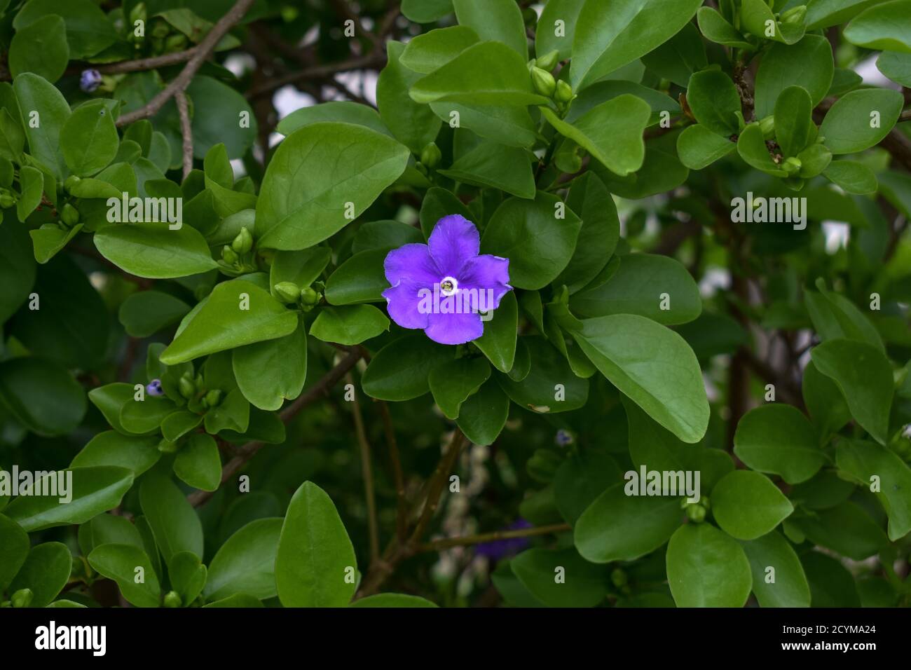 Yesterday today and tomorrow flower hi-res stock photography and images ...