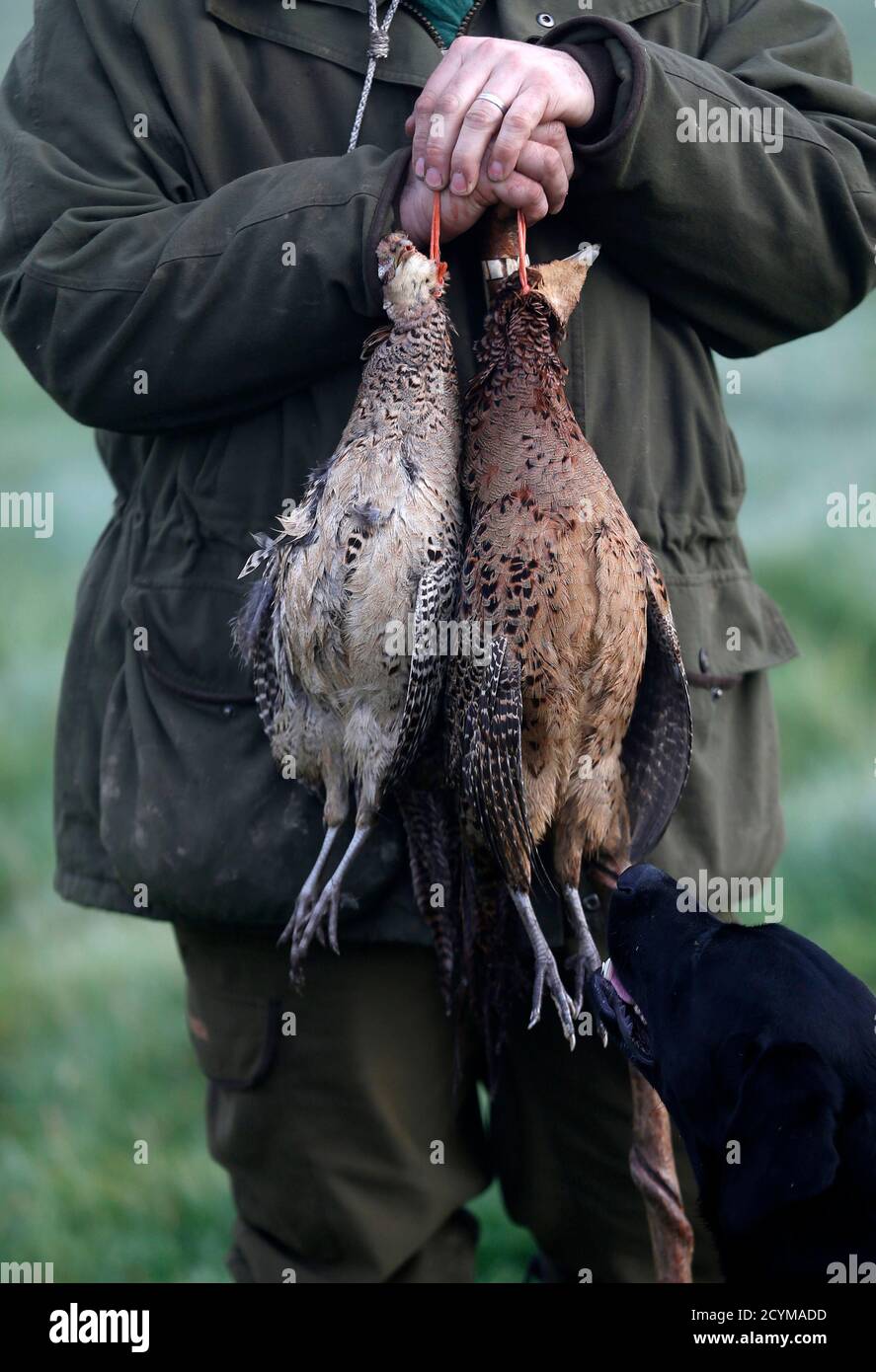 Gun with a brace of pheasants hi-res stock photography and images - Alamy