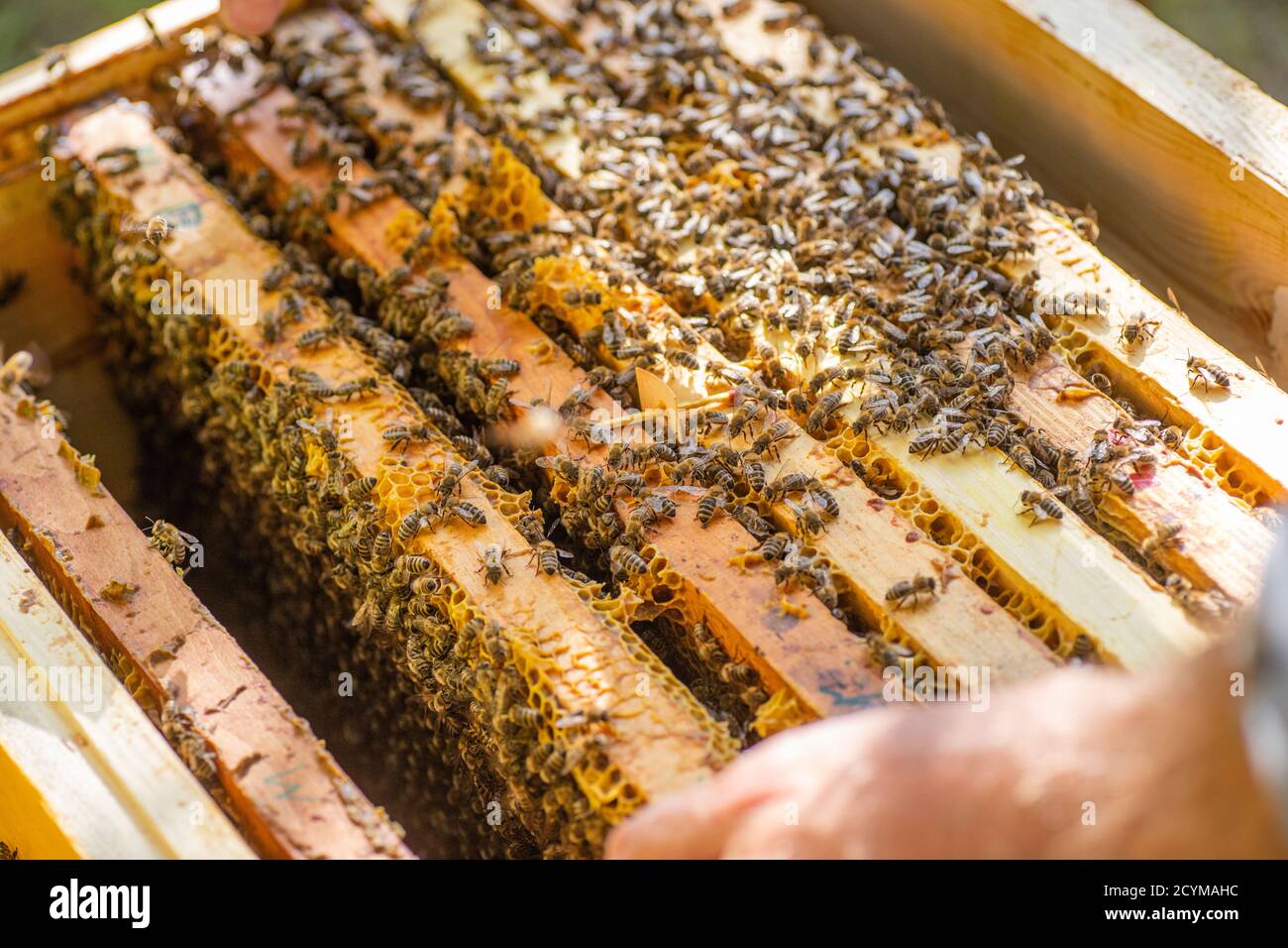 Frames of beehive. Close up view of opened hive body showing frames ...