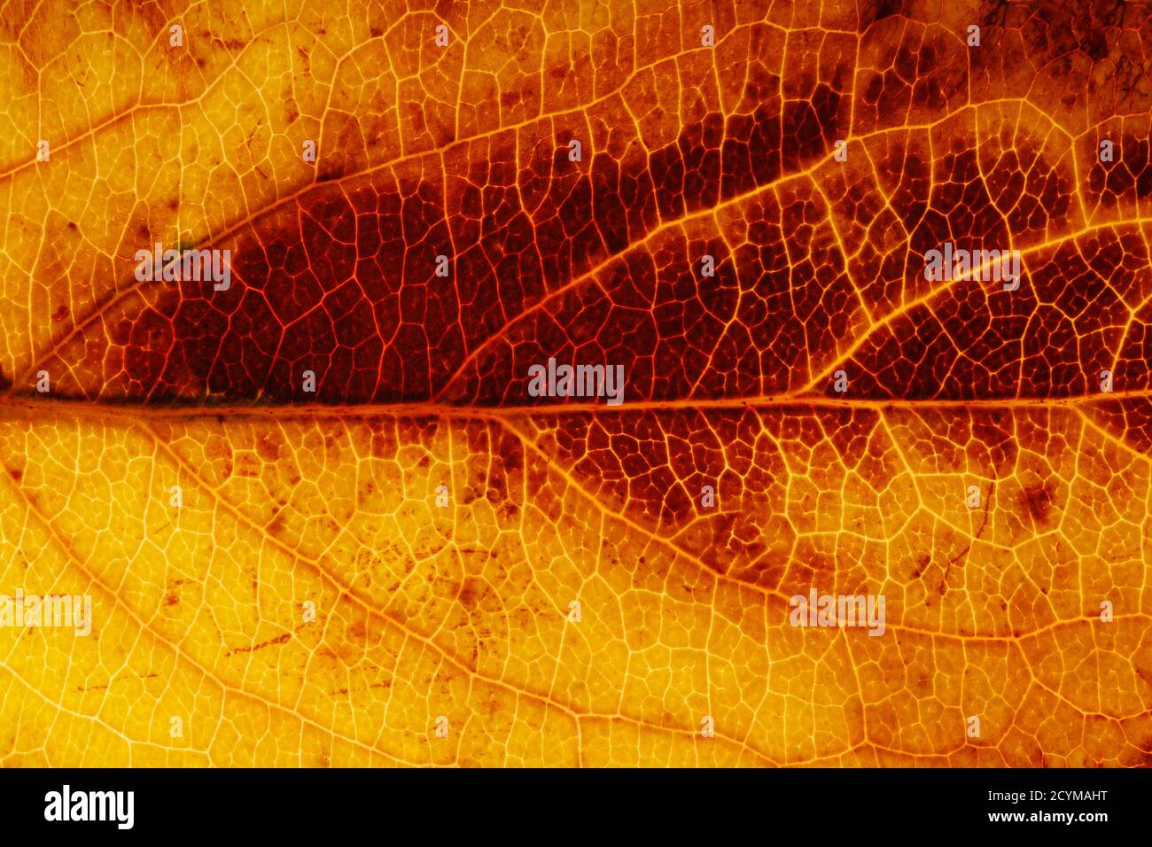 old maple leaf close up. background for designer Stock Photo - Alamy