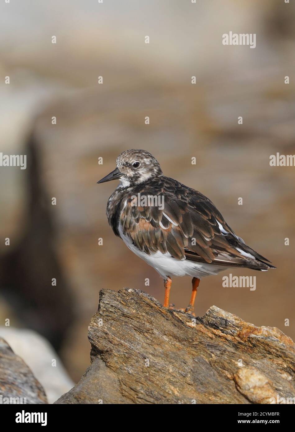 Ruddy Turnstone bird (Arenaria interpres) non-breeding plumage on a ...