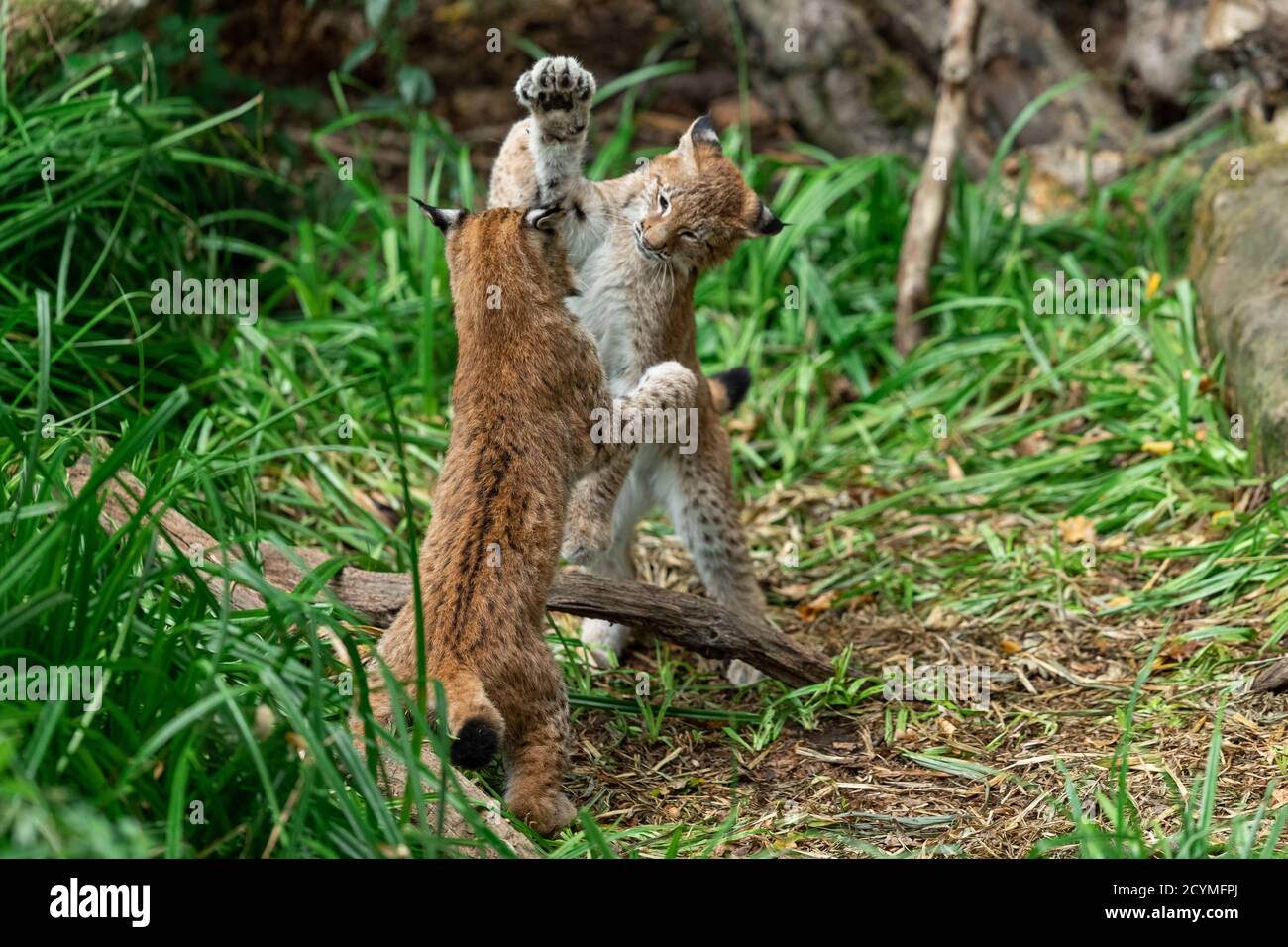 Lynx fighting in the forest Stock Photo - Alamy