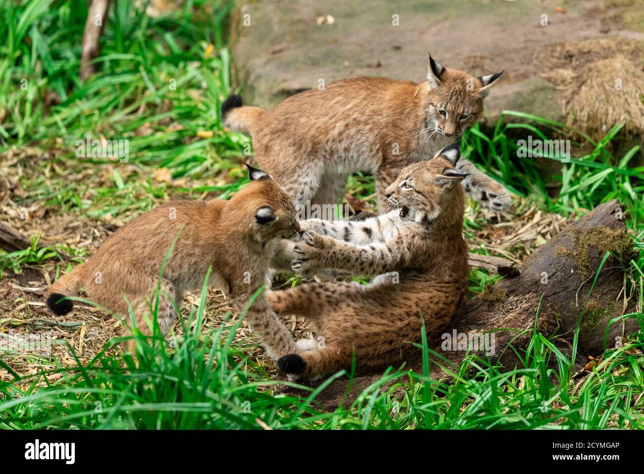 Lynx fighting in the forest Stock Photo - Alamy