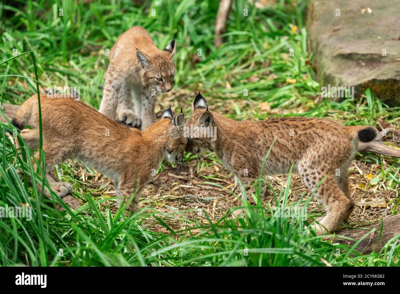 Lynx fighting in the forest Stock Photo - Alamy
