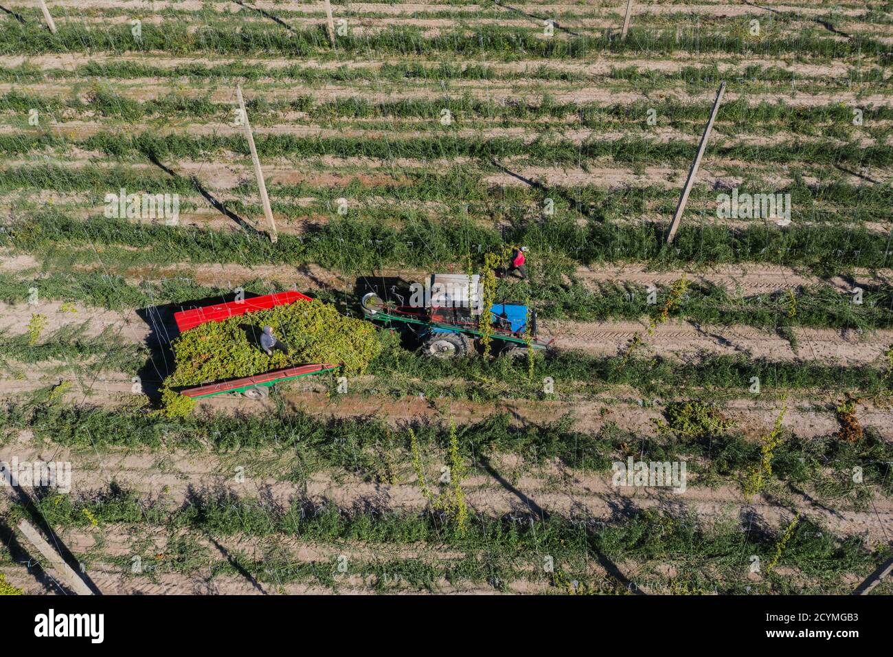 Hop harvesting hi-res stock photography and images - Alamy