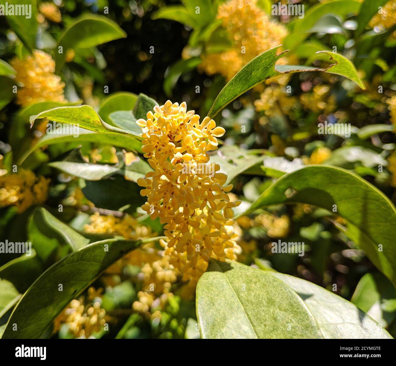 Osmanthus fragrans hi-res stock photography and images - Alamy