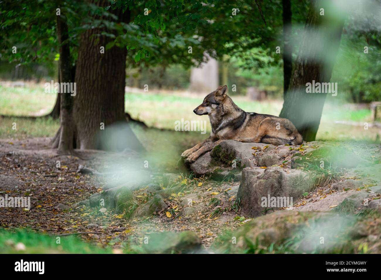 Grey wolf sitting in the forest Stock Photo - Alamy