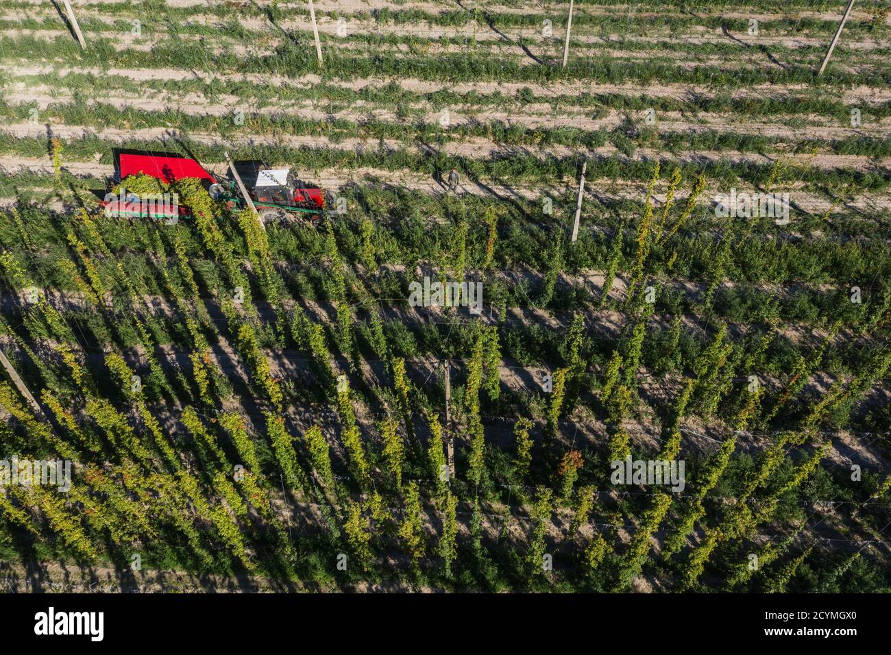 Hop harvest or hop picking with tractor aerial view Stock Photo - Alamy