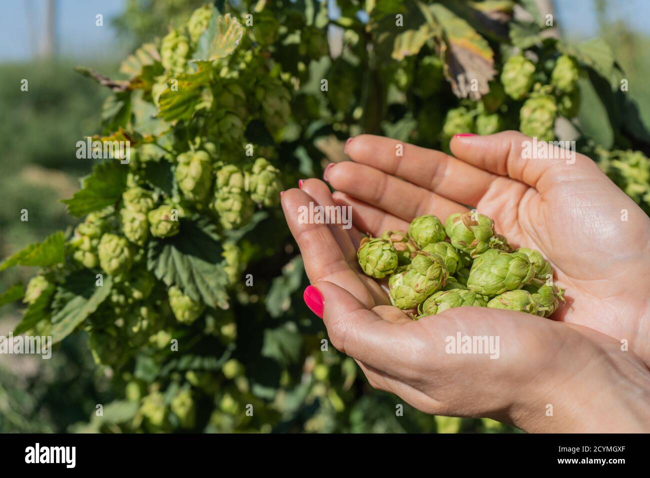 Female hands holding green hop cones. Green hops for beer. Harvesting ...