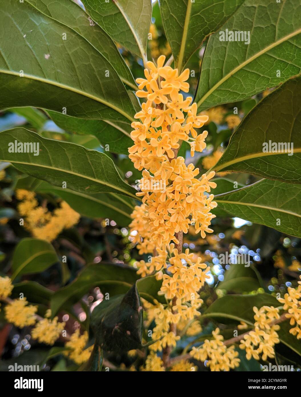 Osmanthus fragrans hi-res stock photography and images - Alamy