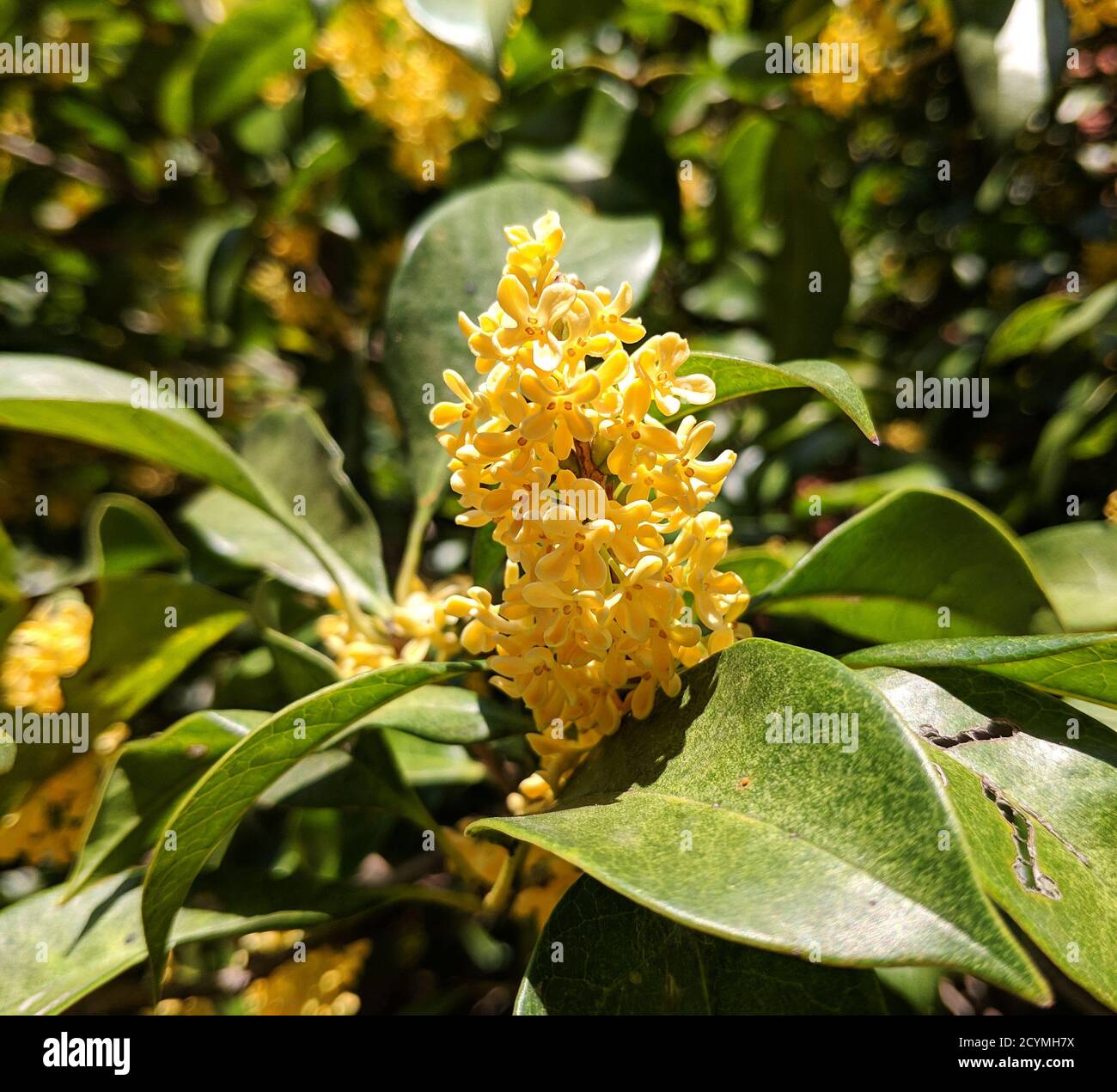 Osmanthus branch hi-res stock photography and images - Alamy