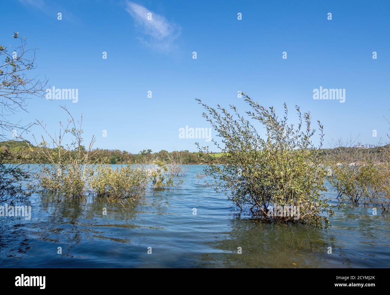 Pond in Meeth Quarry Nature Reserve, Devon, UK Stock Photo - Alamy