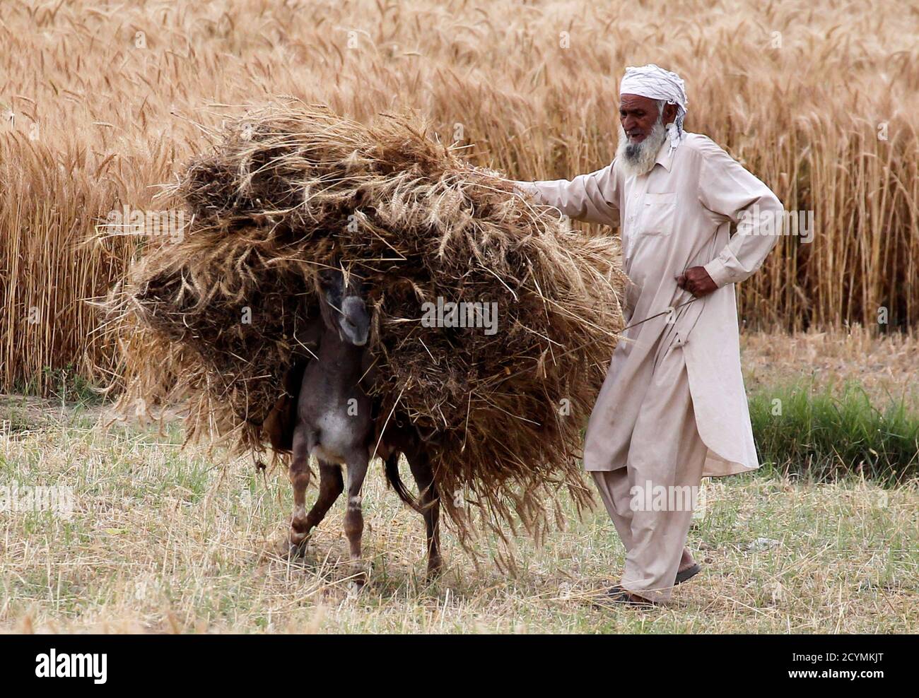 Overloaded Donkey High Resolution Stock Photography and Images - Alamy