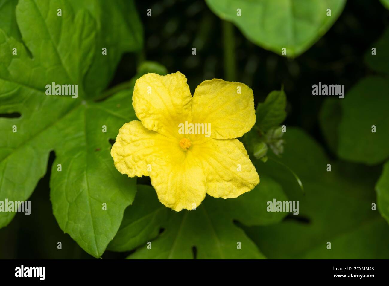Flower of Momordica charantia, Isehara City, Kanagawa Prefecture, Japan ...