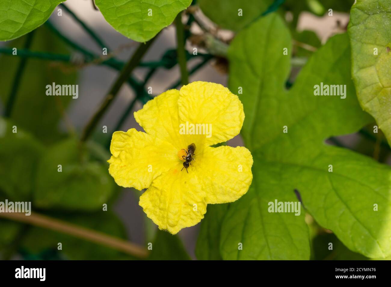 Flower of Momordica charantia, Isehara City, Kanagawa Prefecture, Japan ...
