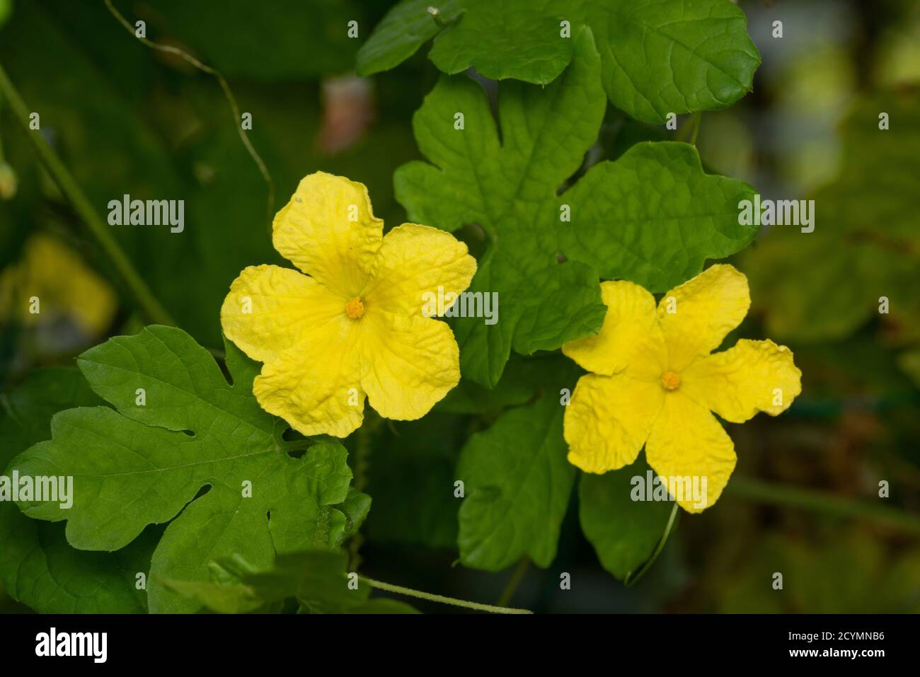 Flower of Momordica charantia, Isehara City, Kanagawa Prefecture, Japan ...