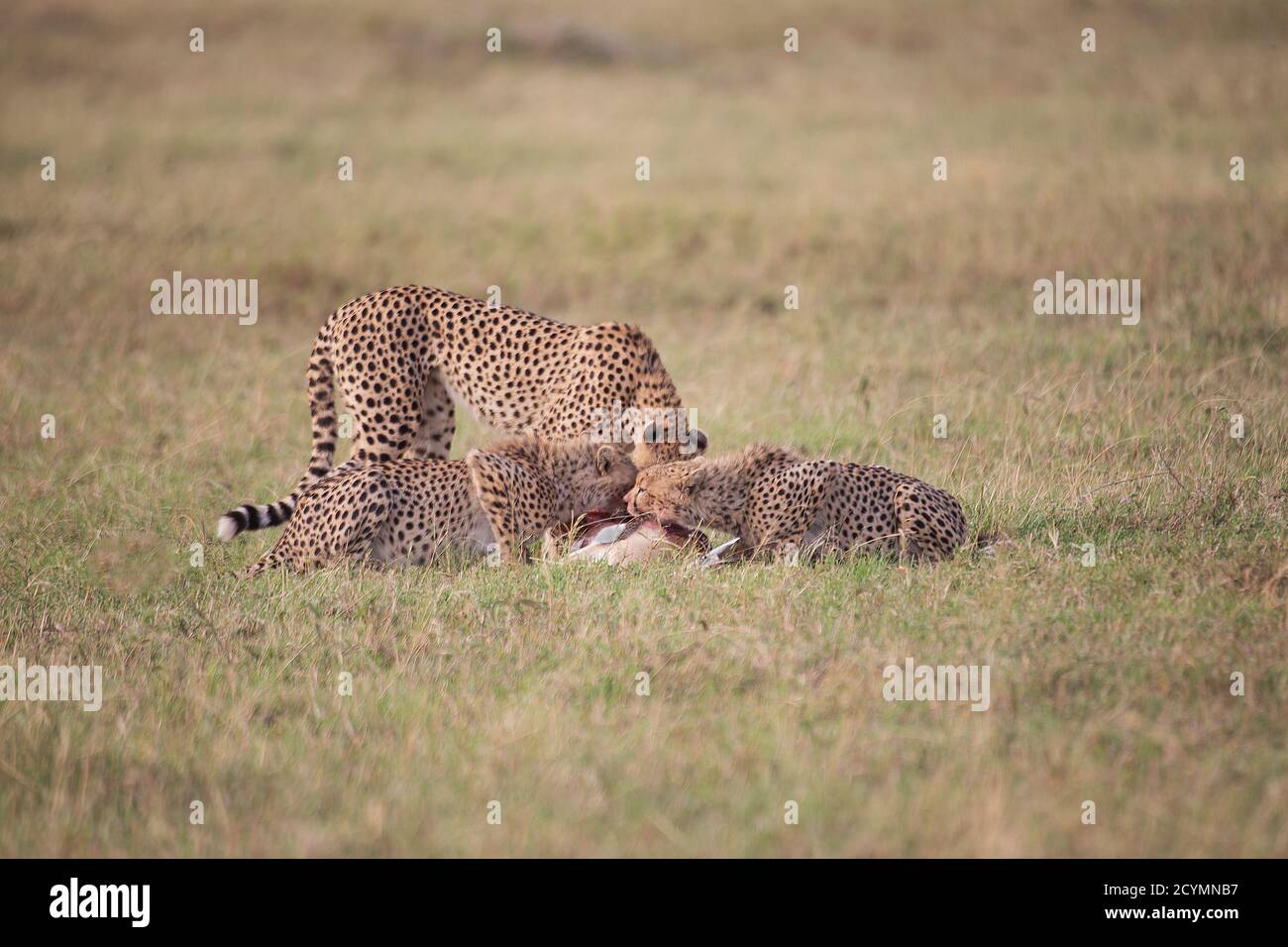 African Cheetahs On Kill Stock Photo - Alamy