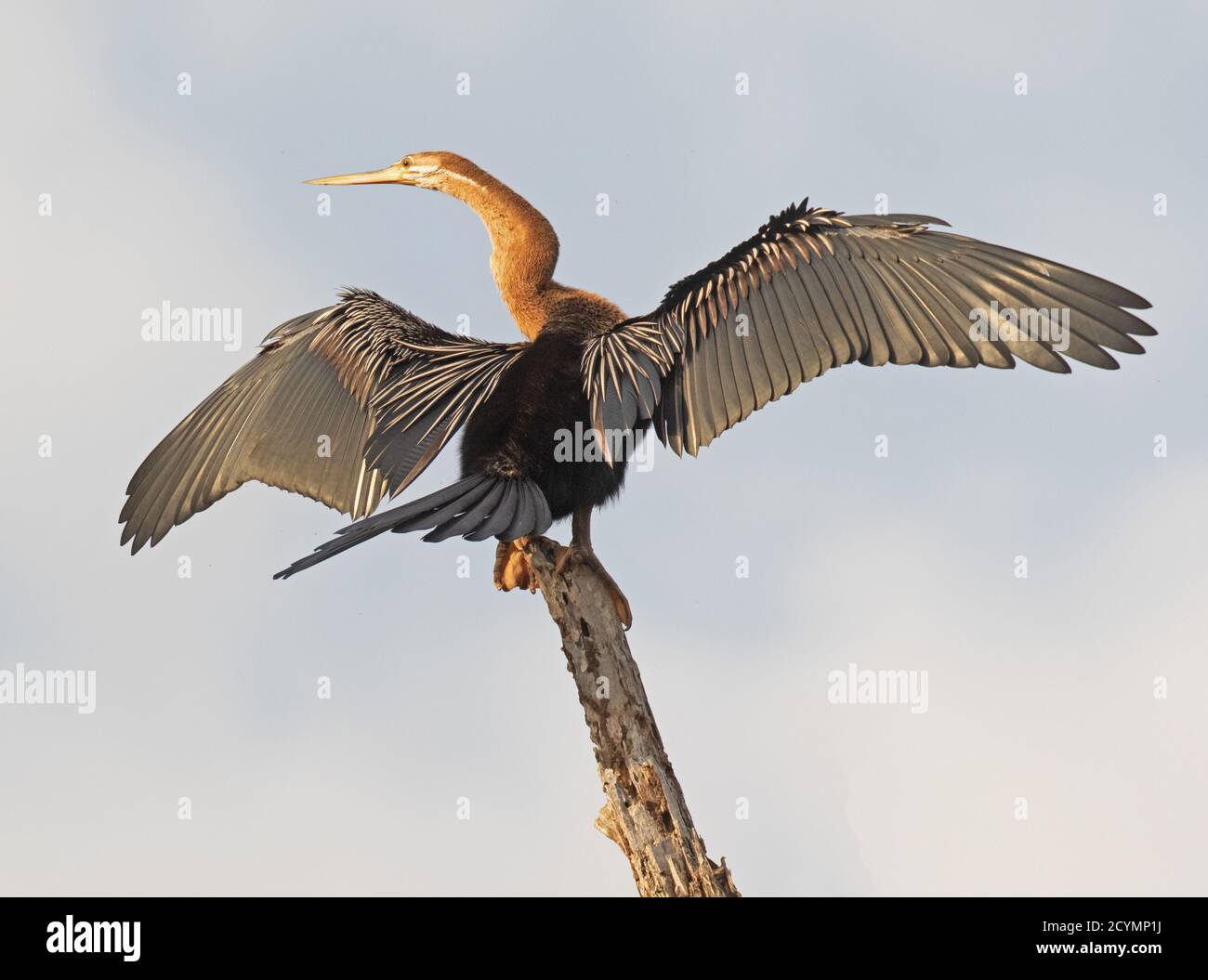 African darter bird wildlife beak hi-res stock photography and images ...