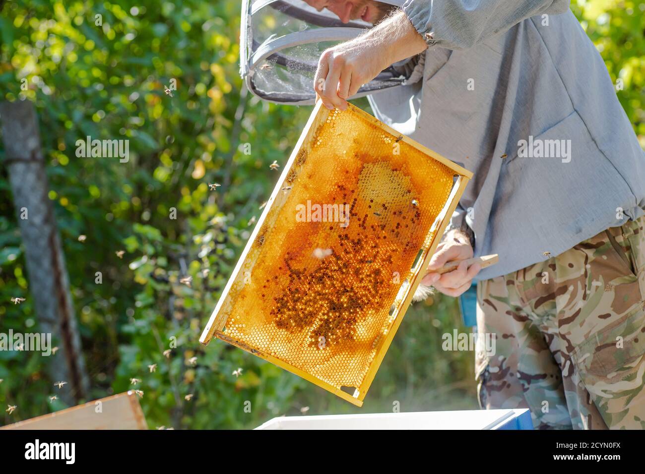 Beehive Spring Management. beekeeper inspecting bee hive and prepares apiary for summer season ...