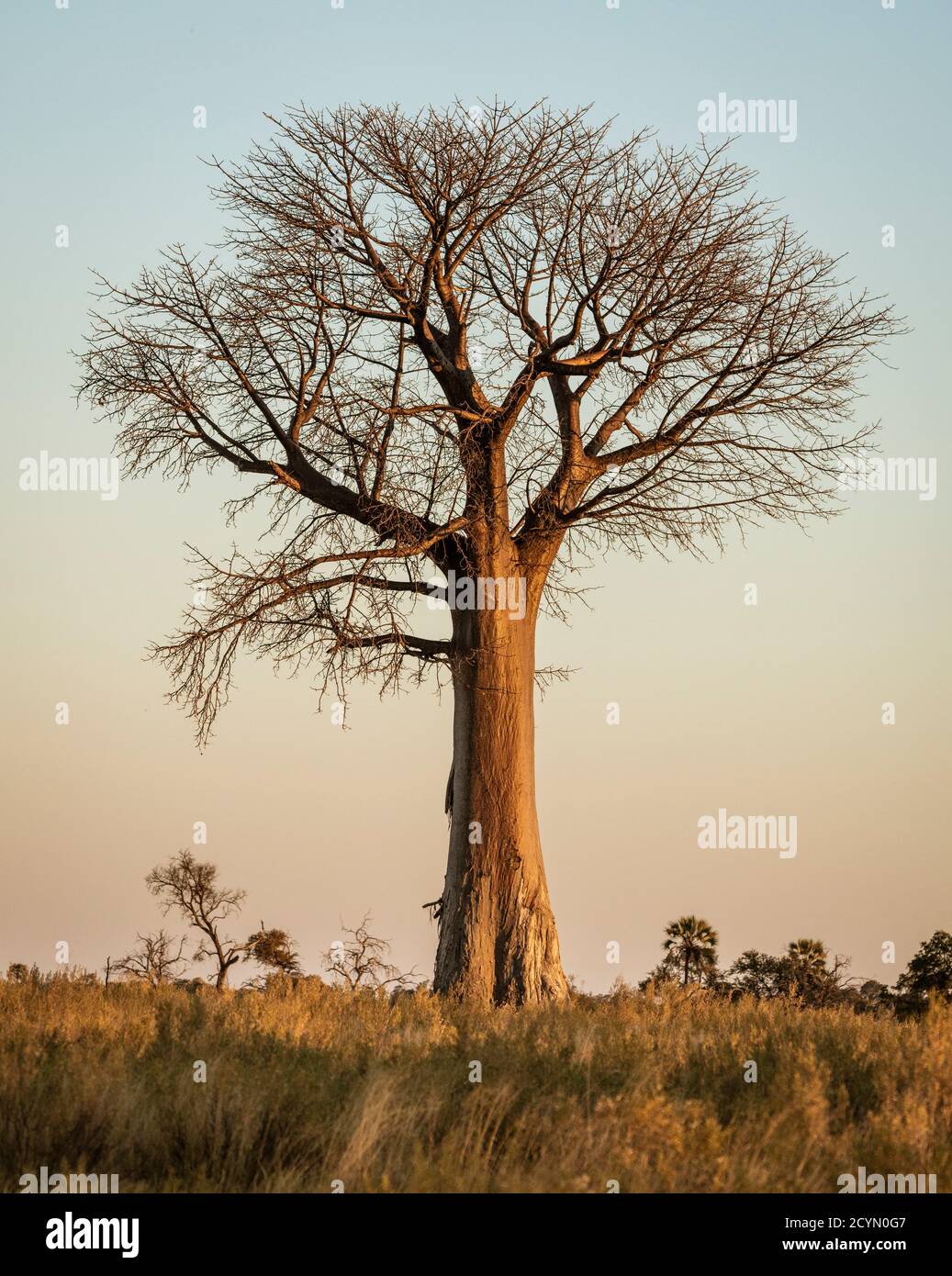 Baobab trees stand solitary in the desert of Botswana Stock Photo - Alamy