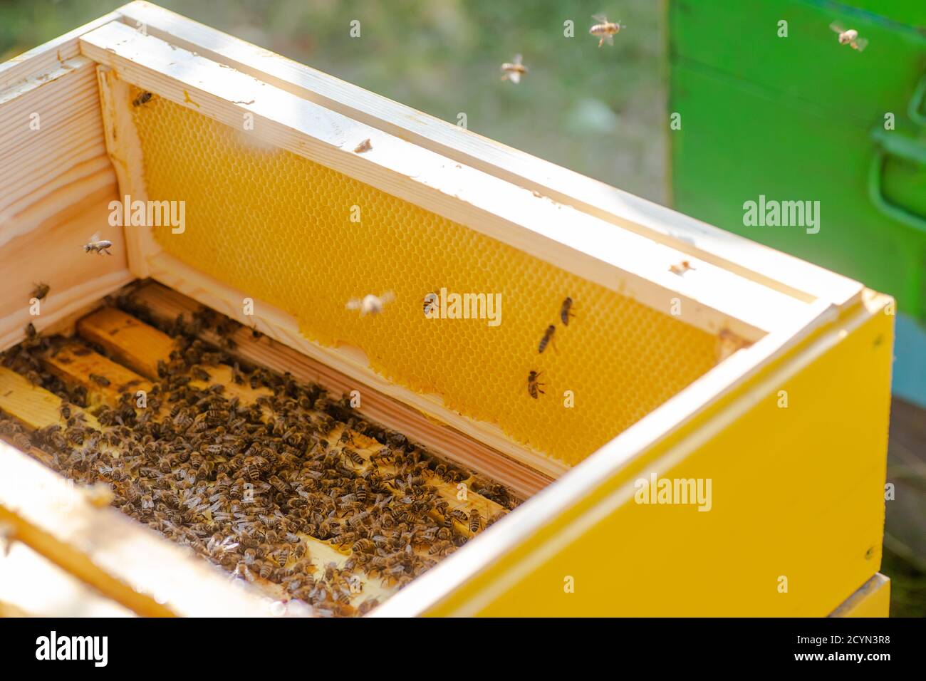 Bee hives in care of bees with honeycombs and honey bees. beekeeper ...