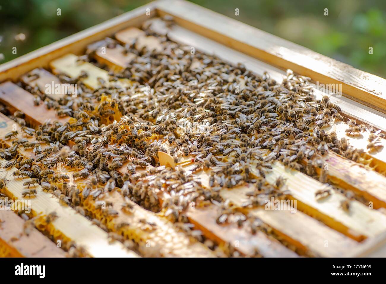 Frames of beehive. Close up view of opened hive body showing frames ...