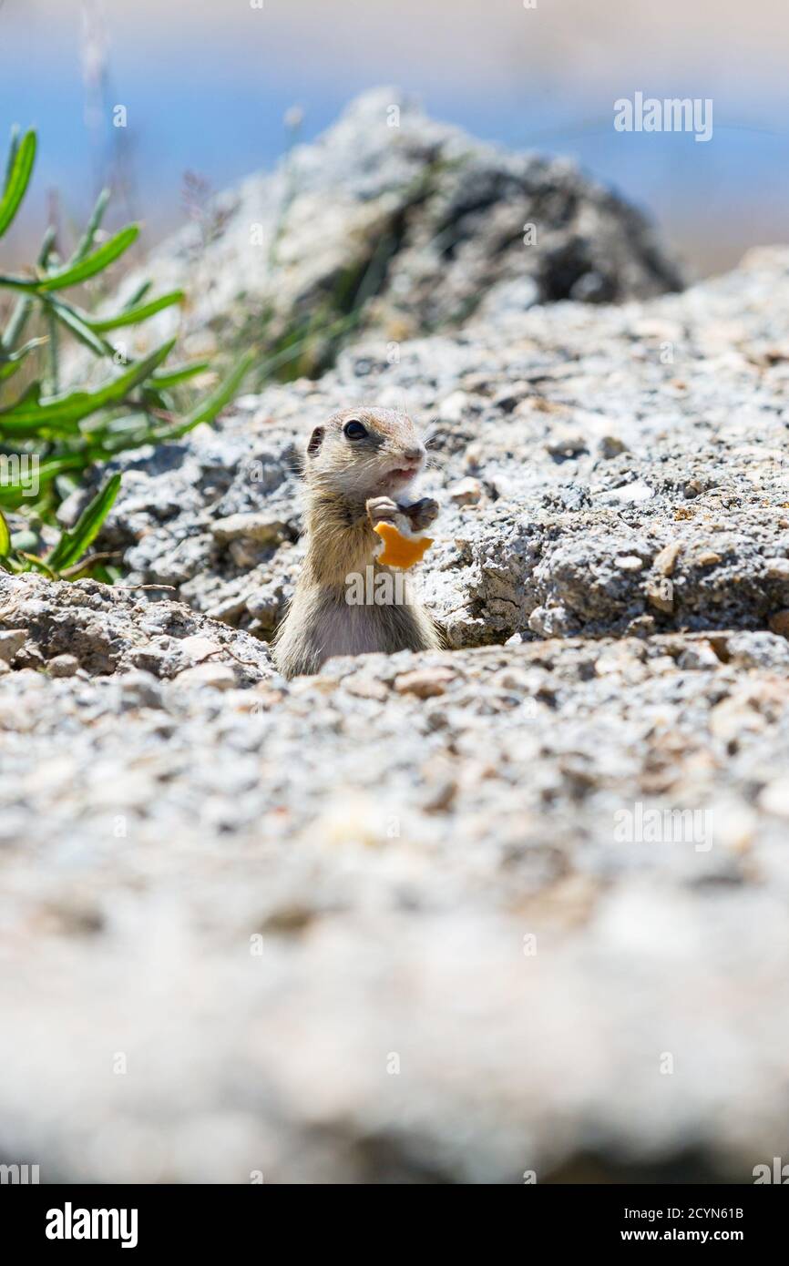 Funny close-up gopher, suslik eating piece of bread Stock Photo - Alamy