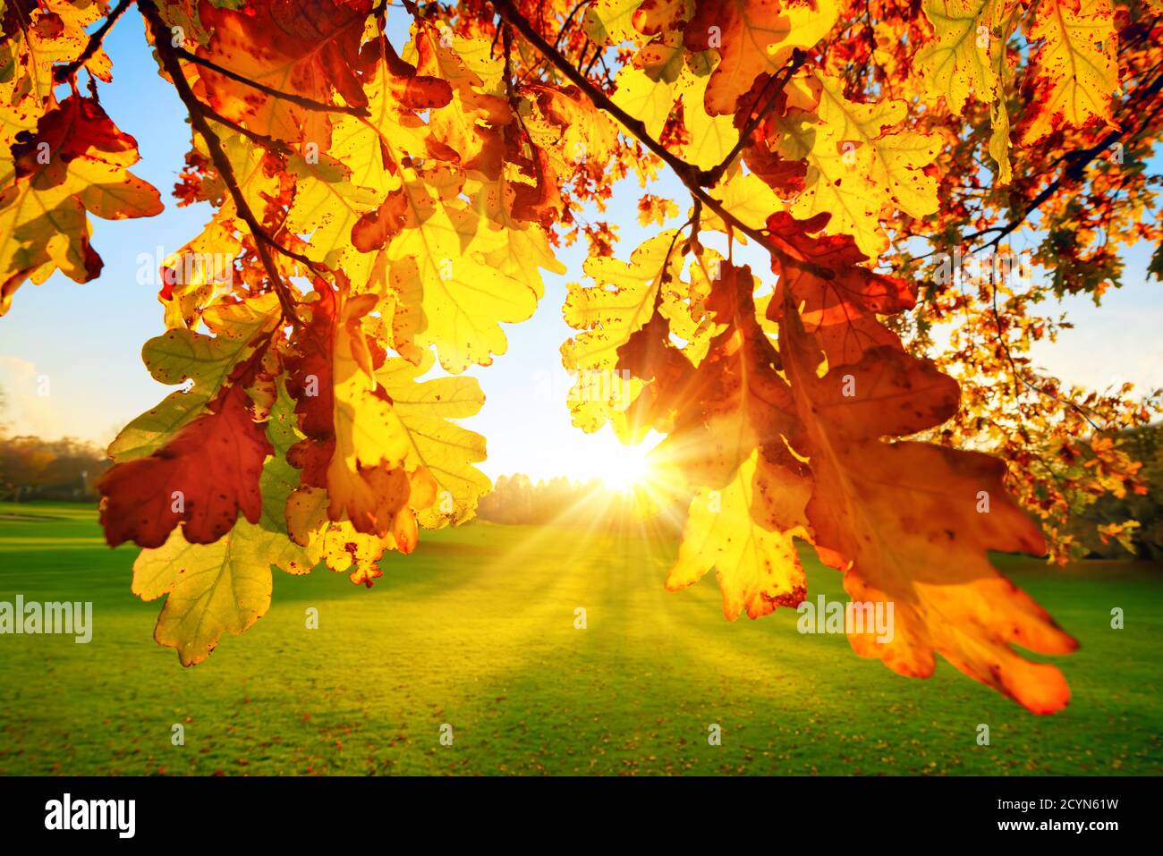 Sunlight shining on leaves hi-res stock photography and images - Alamy