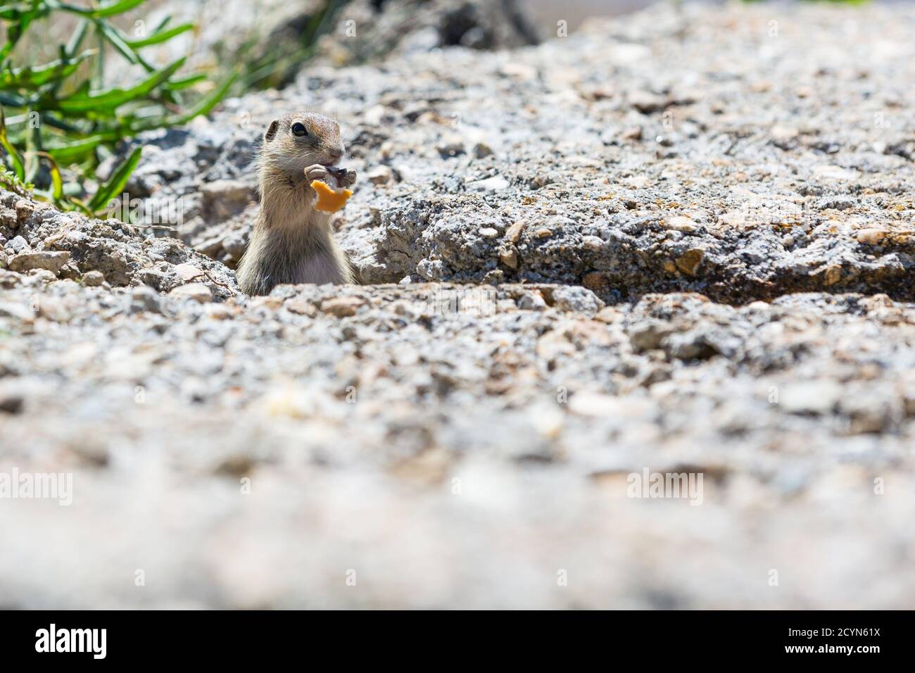 Funny close-up gopher, suslik eating piece of bread Stock Photo - Alamy