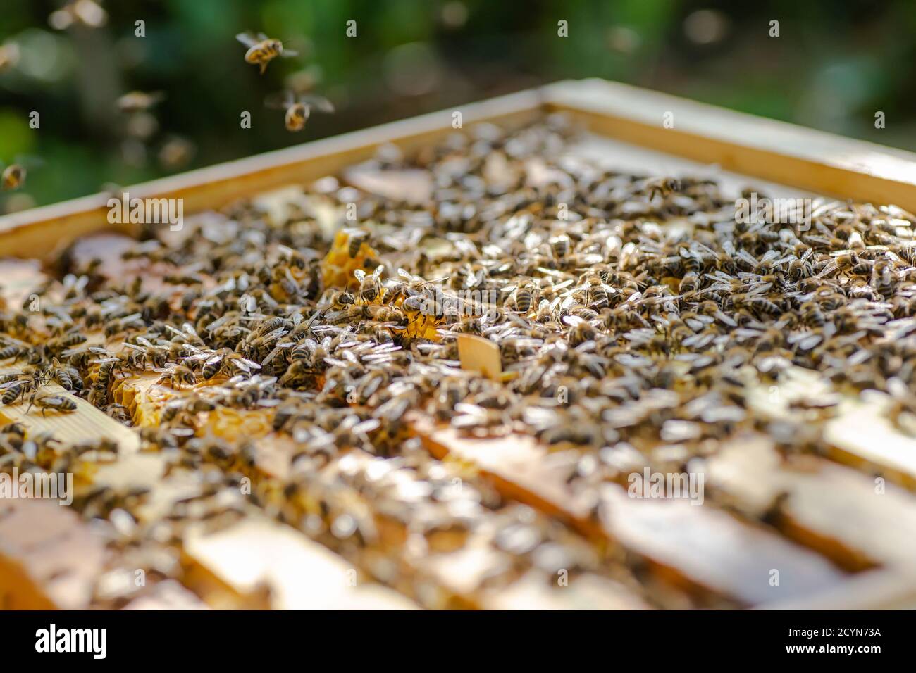 Frames of beehive. Close up view of opened hive body showing frames ...