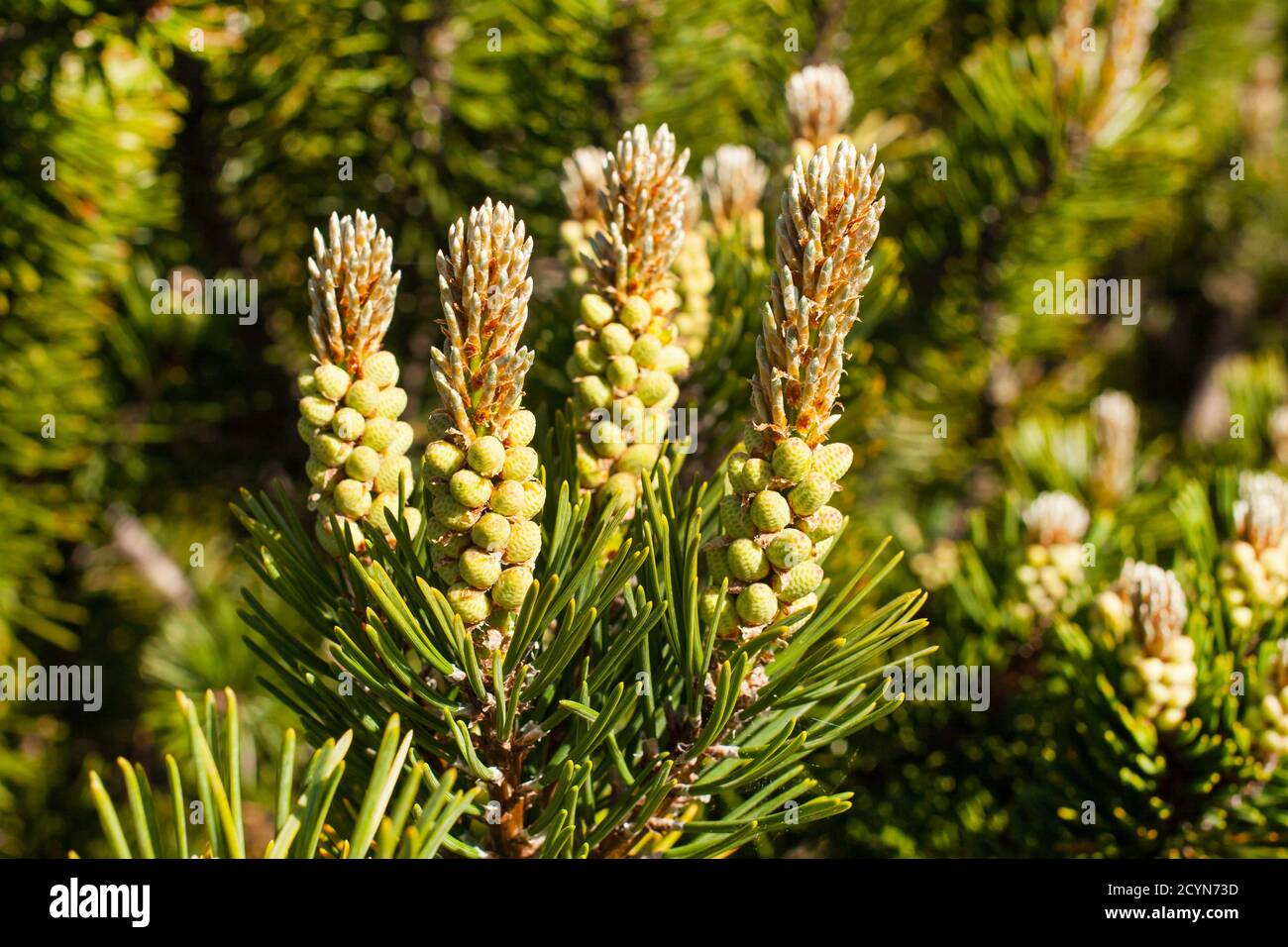 background with close-up branch of pine tree with new needles and pine ...