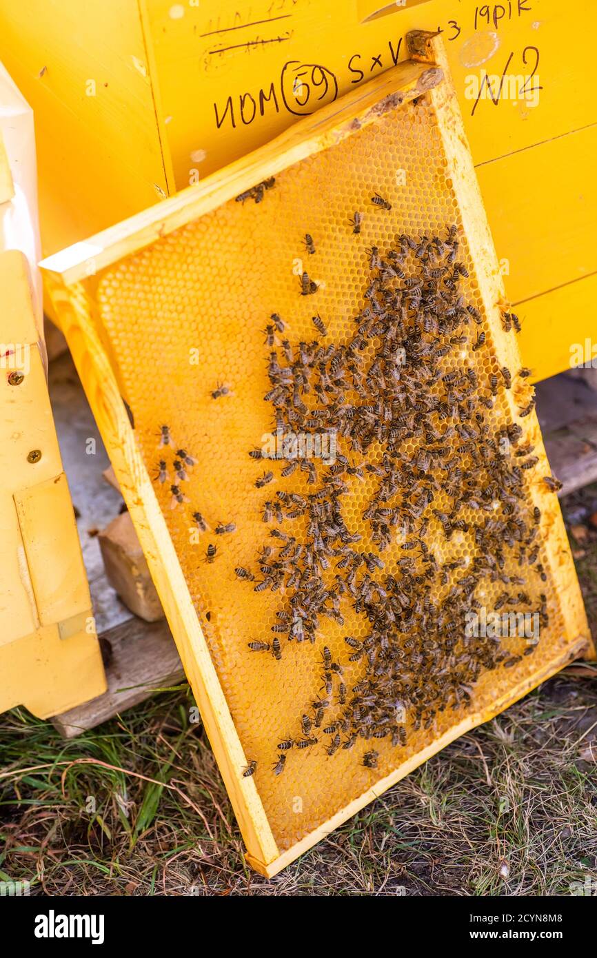 frame with honey standing at hive. Summer honey harvests. Selection of ...
