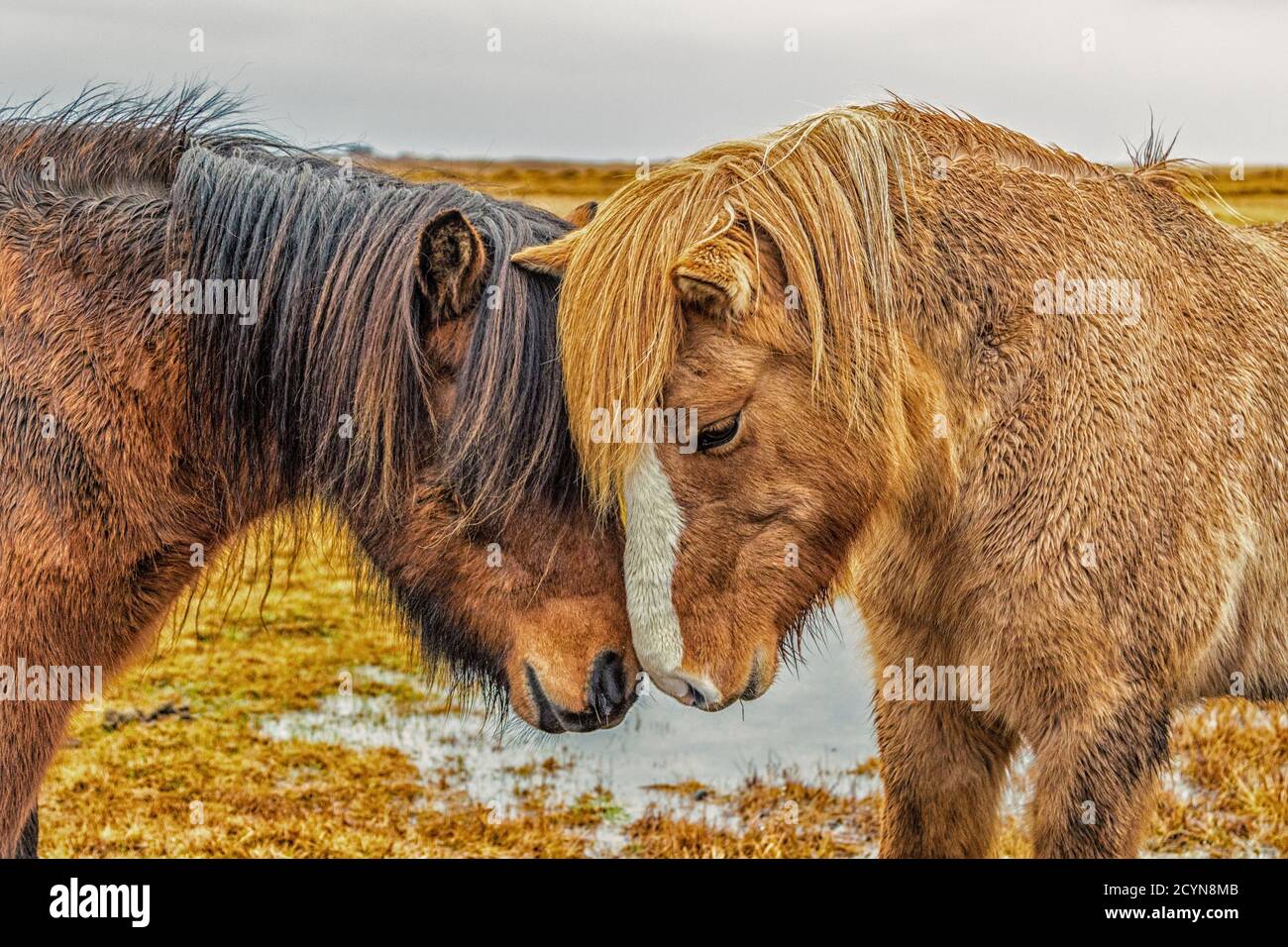 Icelandic horses nuzzling in an open field Stock Photo - Alamy