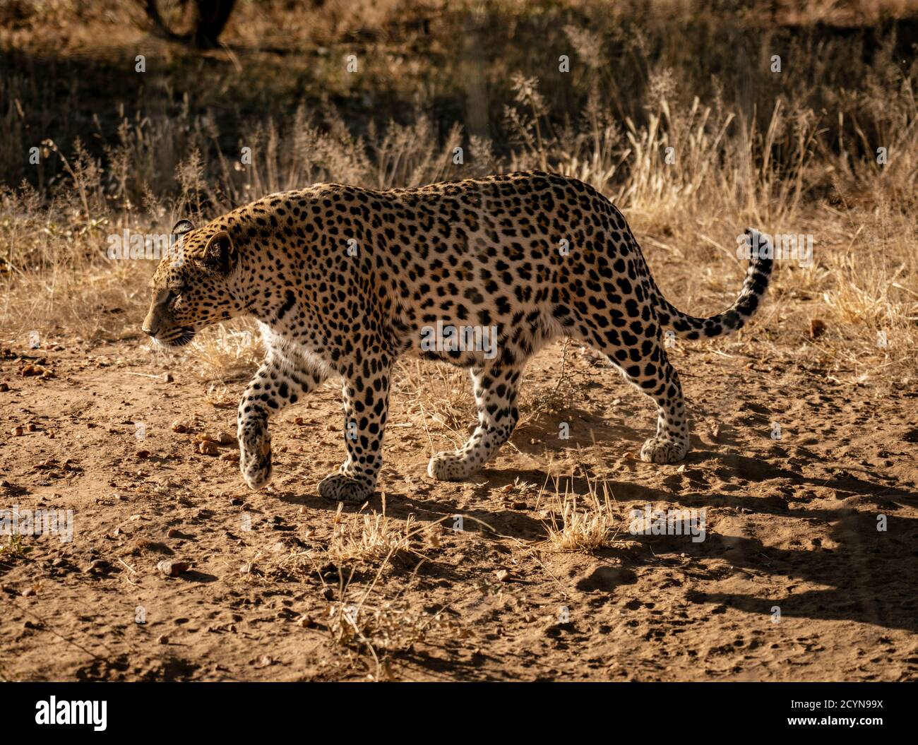 Leopard walks slowly across desert scrub in Namibia Stock Photo - Alamy