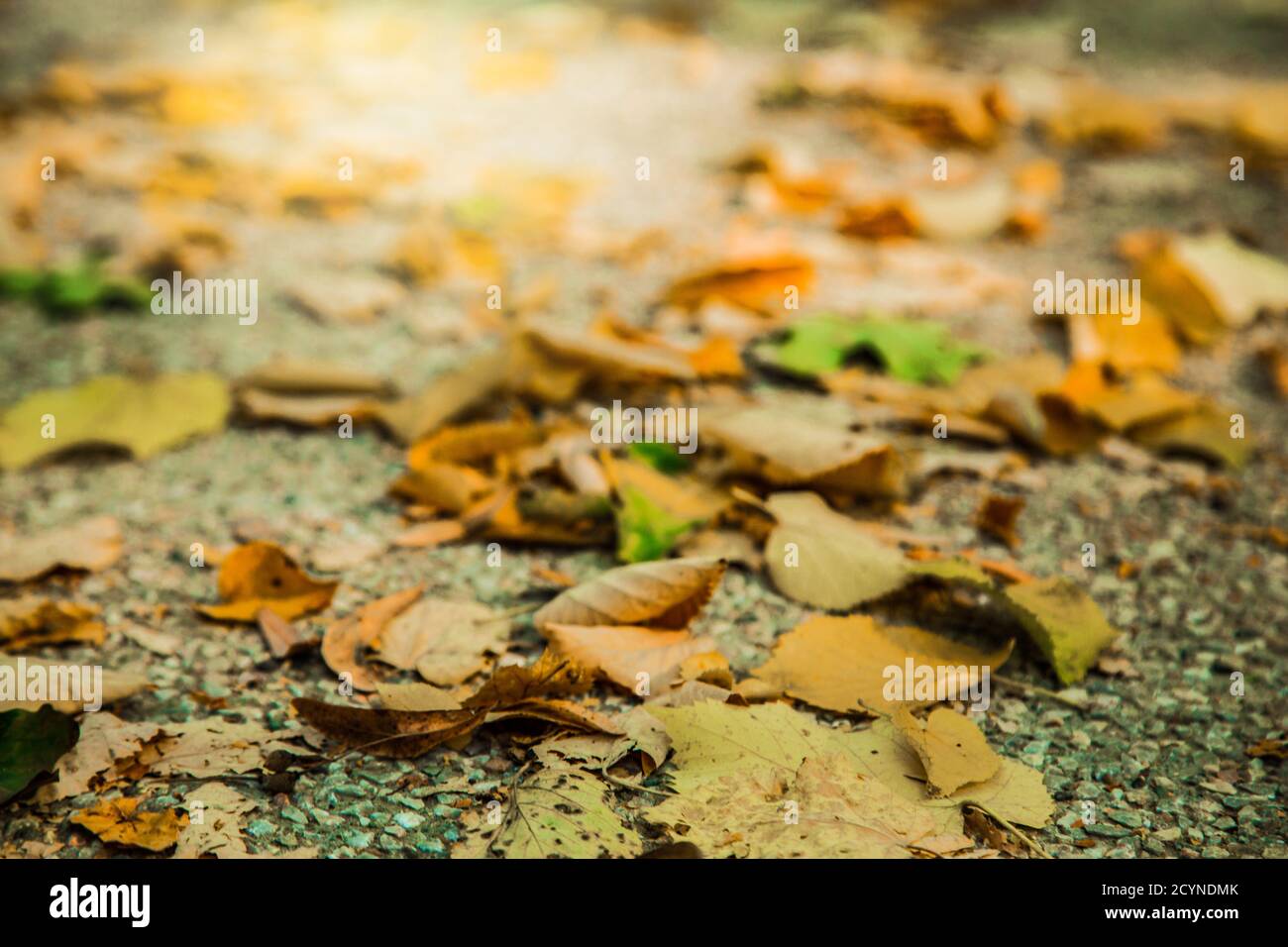Autumn leaves background / Dry leaves fallen to the ground in the park ...