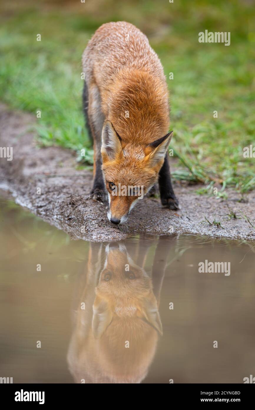 Red fox drinking from water hi-res stock photography and images - Alamy