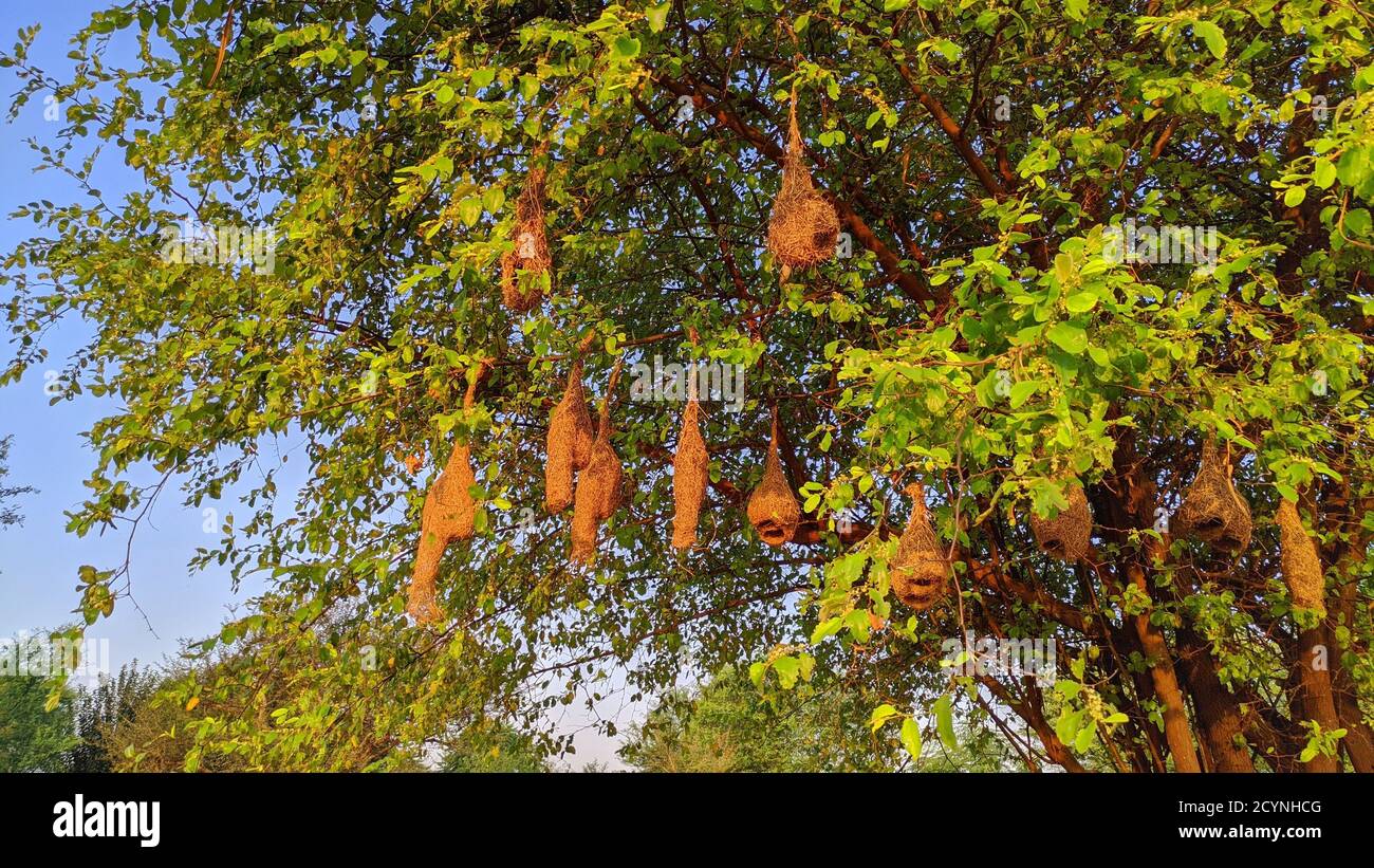 Sparrow nest hanging on the tree. Many birds nest hanging on the trees ...